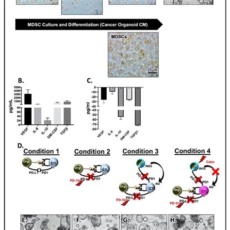 Murine Derived Autologous Pancreatic Cancer Organoidimmune Cell