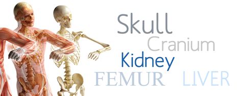 ASI UP Anatomical Society Of India UP Chapters