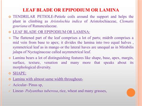 Morphology Of Leaf With Special Reference To Leaf Shape Surface Margin Apex Base Pdf