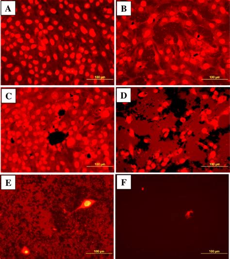 Morphology Of Human Osteoblast Like Mg 63 Cells On Day 3 After Seeding
