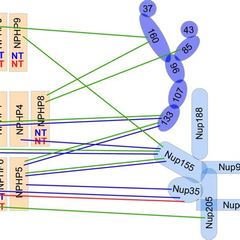 Summary Of Nphp Nup Interactions Components Of The Inner Ring Download Scientific Diagram