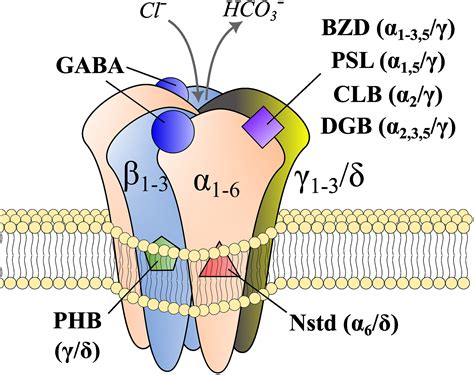 Fundamental Neurochemistry Review GABAA Receptor Neurotransmission And