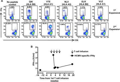 Enumeration And Functional Characterization Of Hcmv Specific T Cells Download Scientific