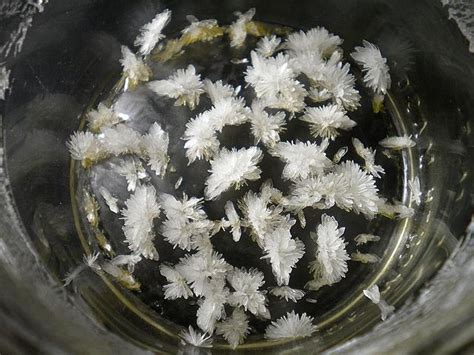 Staphylococcus Aureus ลักษณะสัณฐานวิทยาการเกิดโรค ชีววิทยา 2025