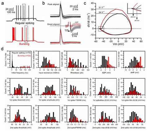 Of Physiological Properties Of Ca3 Pyramidal Cells A Representative Download Scientific