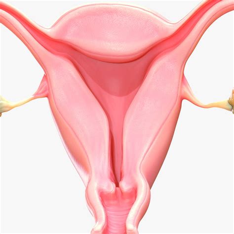 Female Reproductive System 3d Model Cgtrader