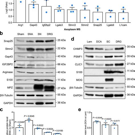Ampkα1 Expression In Nf200 Parv Cgrp And Ib4 Positive Drg Neurons A