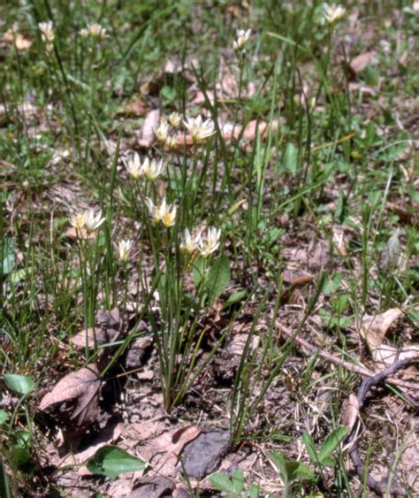 Nothoscordum Bivalve Alliaceae