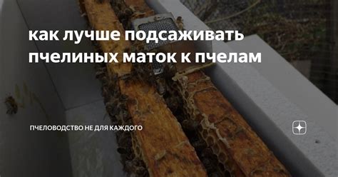 как лучше подсаживать пчелиных маток к пчелам Пчеловодство в разных