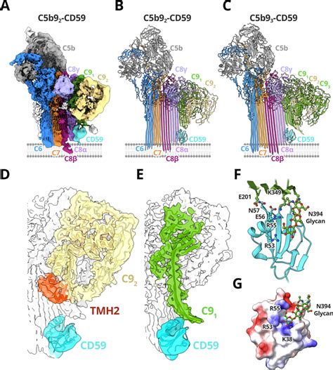 Structure Of The C5b9 Cd59 Complex Cryoem Map A And Model B Of