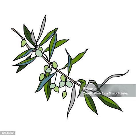 Branche De Dessin Animé Des Feuilles Dolivier Avec Des Fruits Doodle