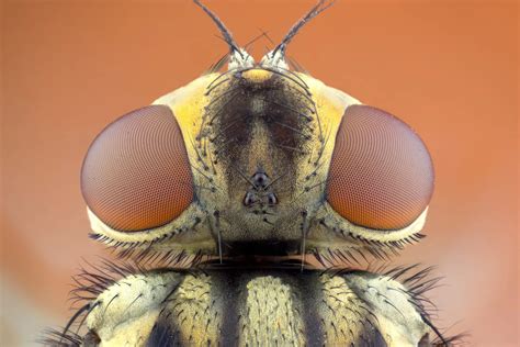 Twice Bitten By Stable Fly Perth Nrm