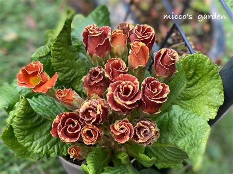 プリムラの花言葉｜種類ごとの特徴は？人気品種6選！バラ咲き品種もある？｜🍀greensnap（グリーンスナップ）