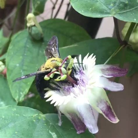 Passiflora Perú Polinización De Passiflora Punctata Passiflora