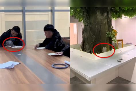抵房租的猫征服公司老板，独享200平5室1厅羡煞网友：活得不如猫