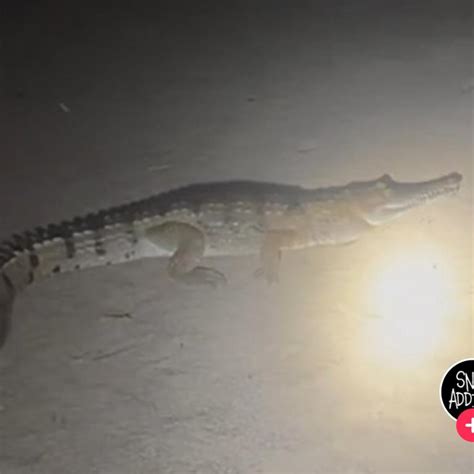 Qld Croc Attacks Fisherman After Getting Snagged On A Lure Nt News