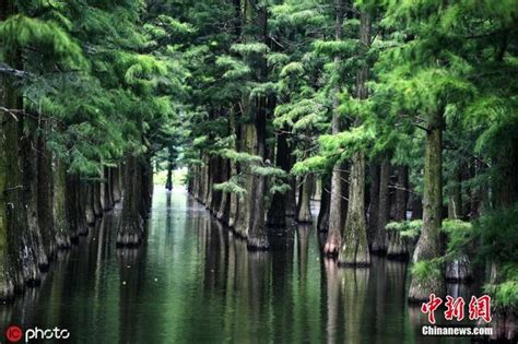 武汉涨渡湖水上森林绿意盎然 风景美如画新浪图片