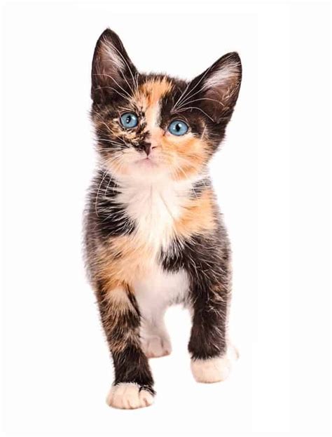 Calico Cats With Blue Eyes The 8th Wonder Of The World