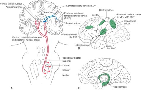 Vestibular Pathway
