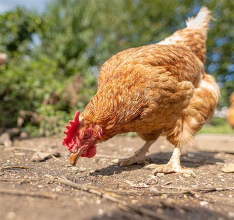 ¿qué Comen Las Gallinas 2025