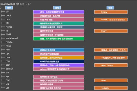 Linux目录结构 代小白菜 博客园