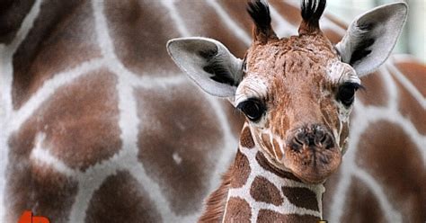 카메라 응시하는 새끼 기린