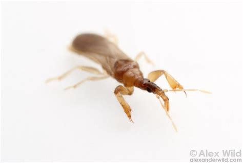 Enicocephalidae Alchetron The Free Social Encyclopedia