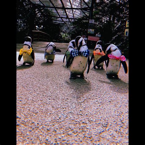 磯村勇斗さんのインスタグラム写真 磯村勇斗instagram「 Oceans Elevenなペンギン🐧」10月3日 12時51分