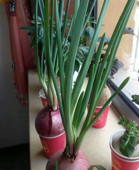 【种菜教授】作为一个种菜新手，3个步骤让你快速学会种各种蔬菜 知乎