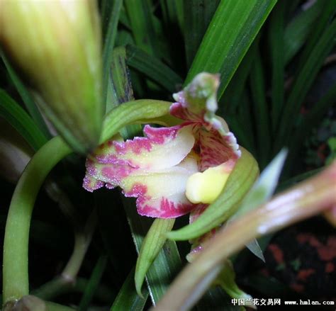 蕙兰鼎红蕊蝶特征 蕙兰鼎红蕊蝶 蕙兰鼎红蕊蝶介绍 第21页 大山谷图库