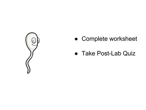Human Reproduction Slides Biol1408 Ppt