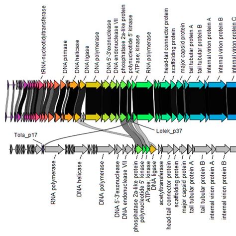 Comparative Genome Alignment Of The Bolek Lolek And Tola Phages
