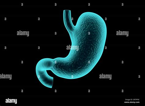 3d Illustration Of Human Stomach Realistic X Ray Simulation Isolated On