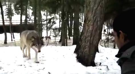 Un Lupo Si Avvicina Ad Un Uomo Il Suo Comportamento Lo Lascia Del Tutto Confuso