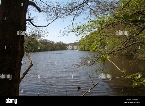 Reservoir On The River Etherow In Spring At Etherow Country Park