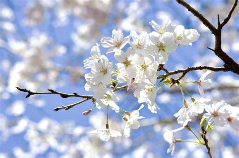 世の中に たえて桜の なかりせば 春の心は のどけからまし 『伊勢物語』在原業平｜ken壱s − 蜃気楼旅団