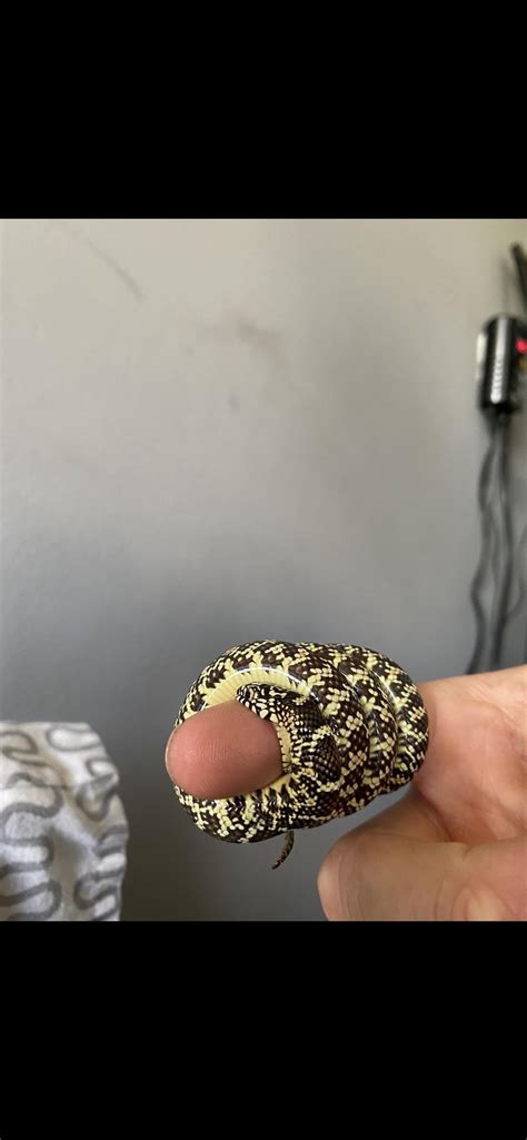 Vicious Guy Rreptiles