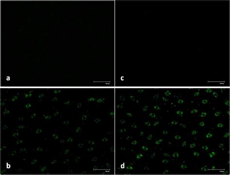 Real Time Detection Of No No Production In Leaf Epidermal Cells Was Download Scientific