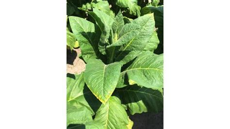 Tobacco Potassium K Deficiency Nc State Extension Publications