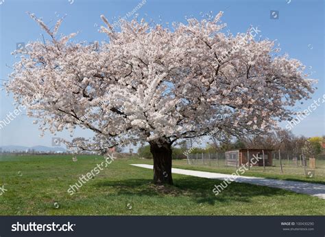 White Flowering Cherry Tree Varieties At Aidan Zichy Woinarski Blog