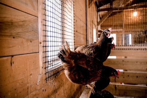 98 Chicken Pecking Order Royalty Free Photos And Stock Images