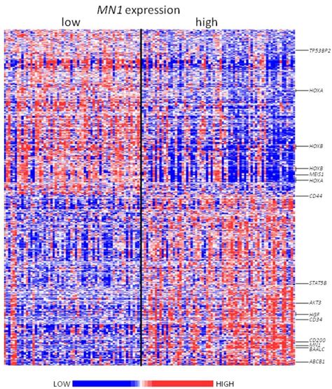 Heat Map Of The Derived Gene Expression Signature Associated With Mn1
