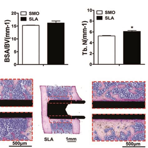 Hbmsc Adhesion Proliferation And Osteogenic Differentiation On Sla