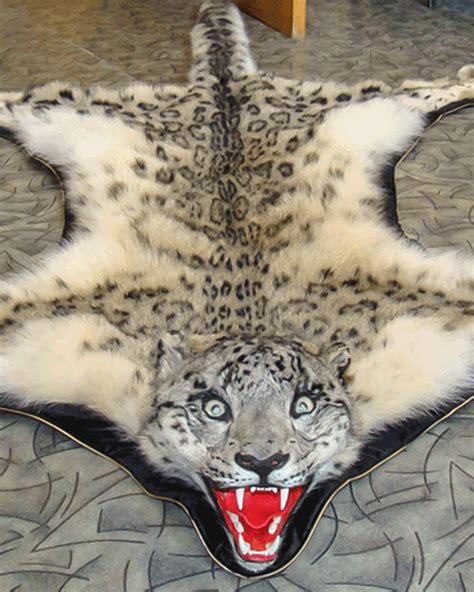 Facts About Mountain Leopard Land Of Snow Leopard