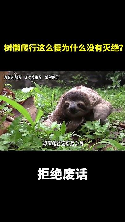 树懒爬行这么慢为什么没有灭绝？ 冷知识 Youtube