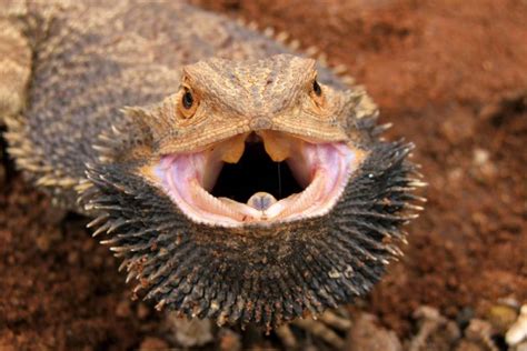 Are Bearded Dragons Poisonous Bite Risks And How To Prevent Them Hepper