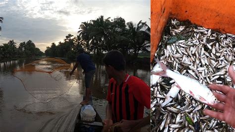 വല വീശിയപ്പോൾ മീനോട് മീൻ 😱 Kerala Village Fishing Traditional