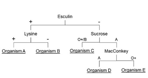 MCB 101 Final Exam Flashcards Quizlet