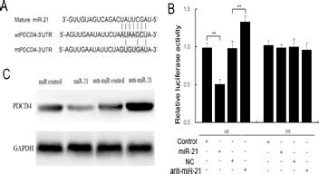PDCD4 Is A Target Of MiR 21 All Experiments Were Repeated Three