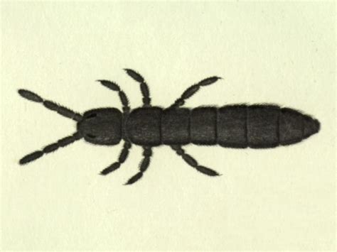 How To Get Rid Of Springtail Bugs How I Get Rid Of